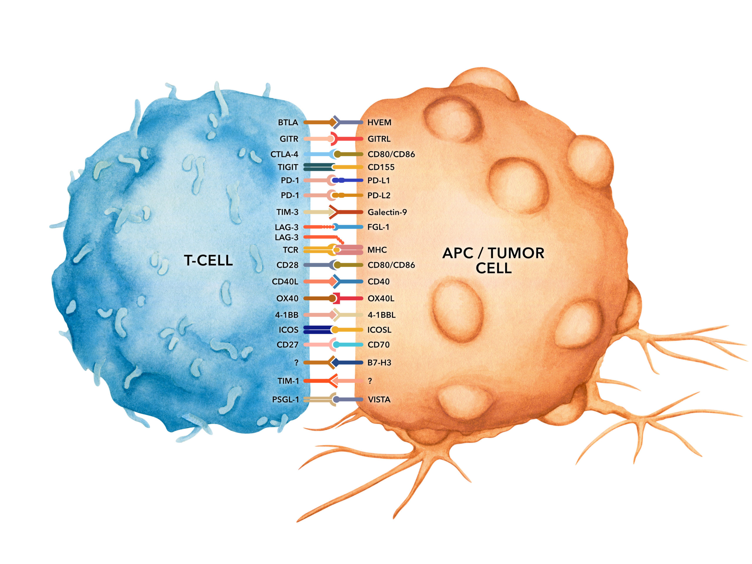 Bio X Cell Immune Checkpoint Antibodies